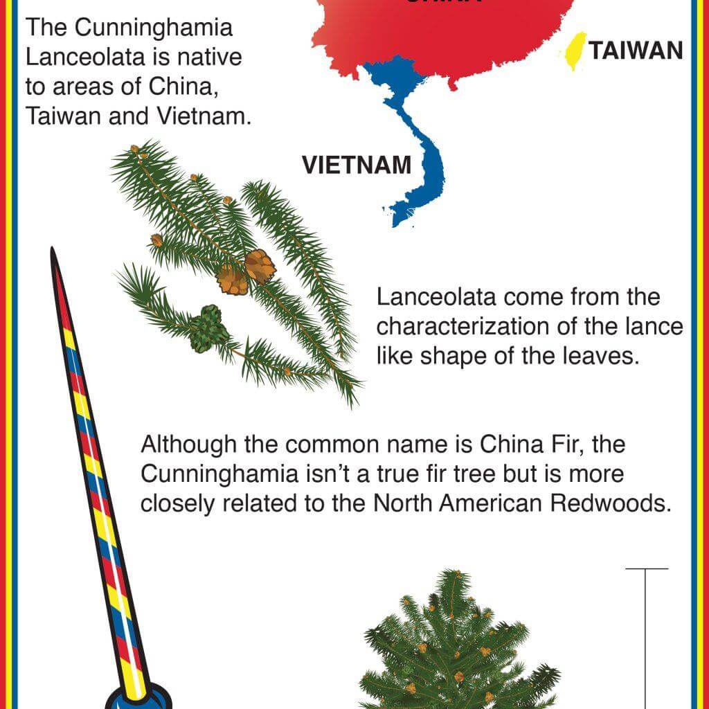 Understanding the Great Cunninghamia Lanceolata Tree