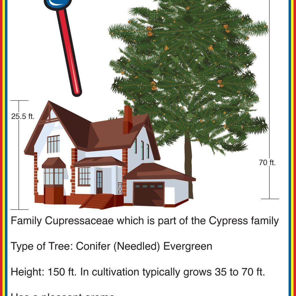 Understanding the Great Cunninghamia Lanceolata Tree