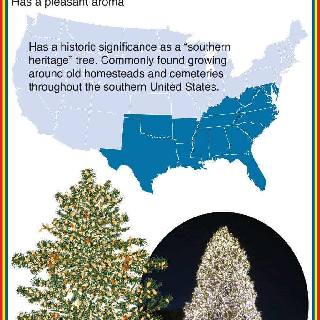 Understanding the Great Cunninghamia Lanceolata Tree