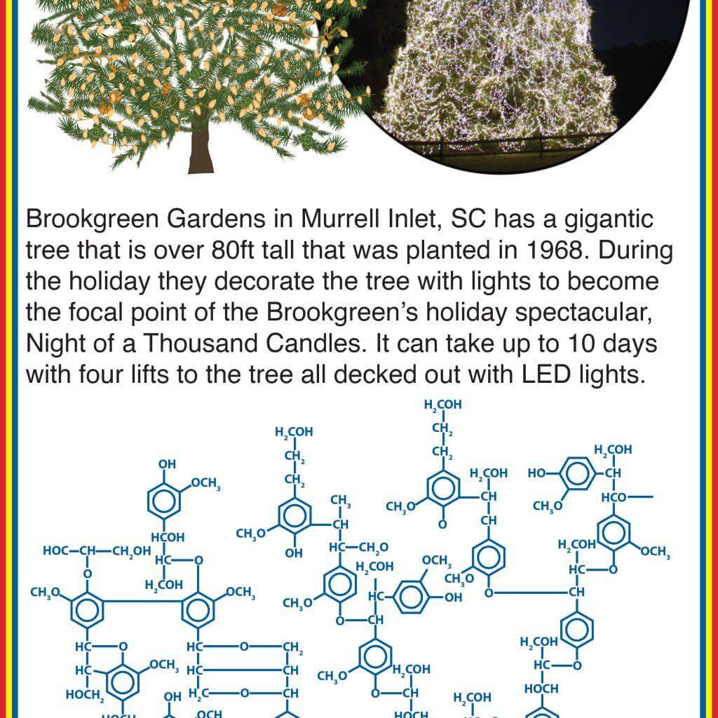 Understanding the Great Cunninghamia Lanceolata Tree